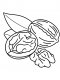Nuts coloring pages