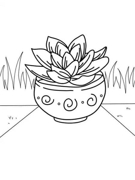 Succulent coloring pages