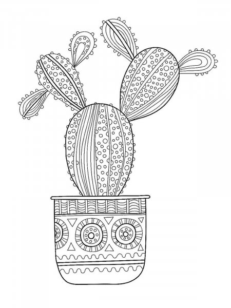 Succulent coloring pages