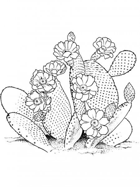 Succulent coloring pages