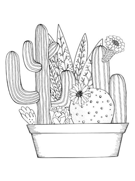 Succulent coloring pages