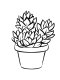 Succulent coloring pages