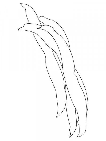 Beans coloring pages