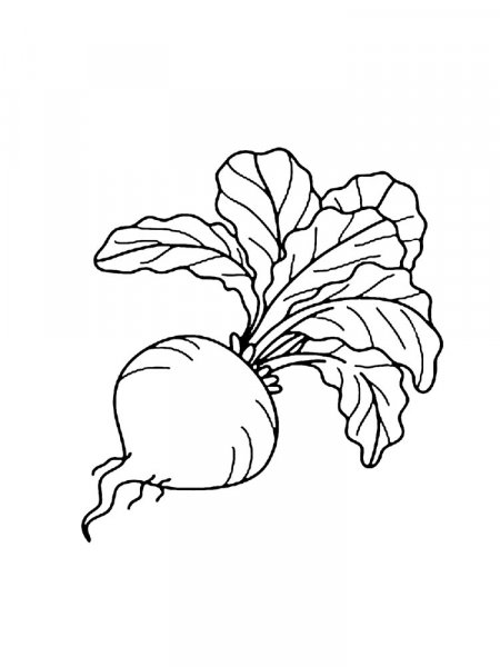 Beet coloring pages