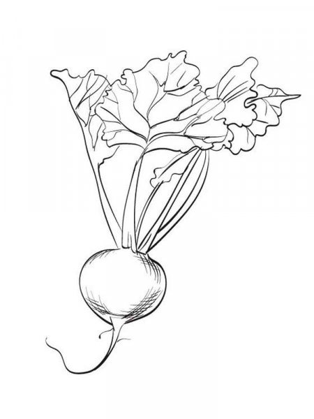 Beet coloring pages