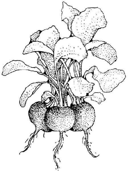 Beet coloring pages