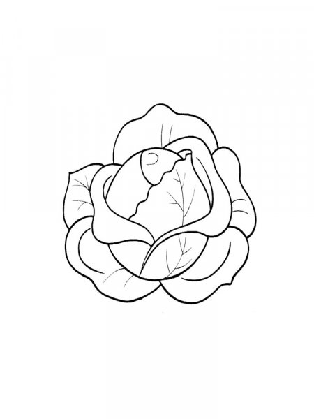 Cabbage coloring pages