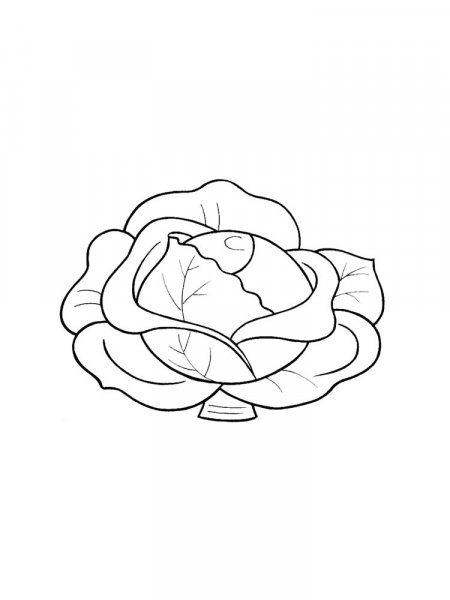 Cabbage coloring pages