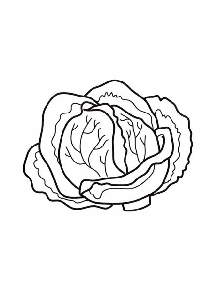 Cabbage coloring pages
