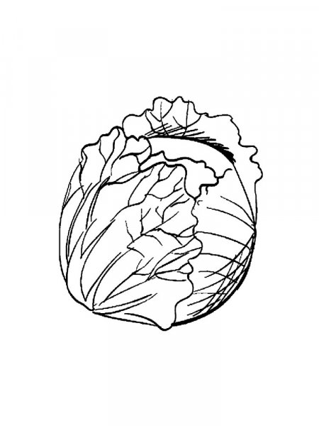 Cabbage coloring pages