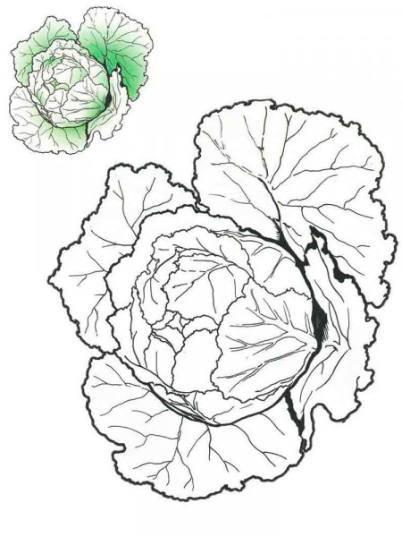 Cabbage coloring pages