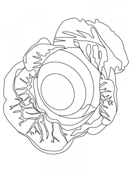 Cabbage coloring pages