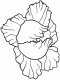 Cabbage coloring pages