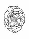 Cabbage coloring pages