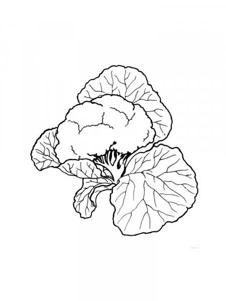 Cauliflower coloring pages