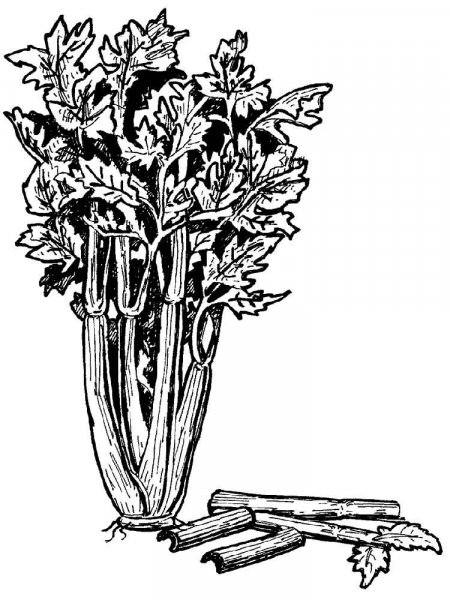 Celery coloring pages