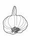 Garlic coloring pages