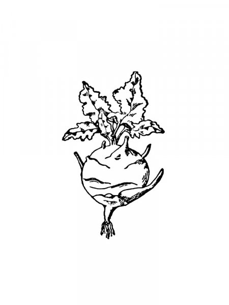Kohlrabi coloring pages