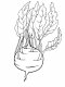Kohlrabi coloring pages