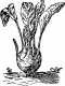 Kohlrabi coloring pages. Download and print Kohlrabi coloring pages