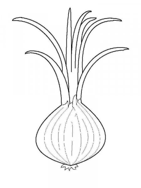 Onion coloring pages