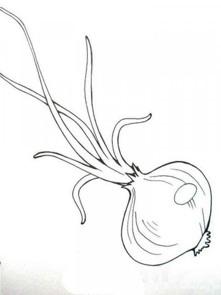Onion coloring pages