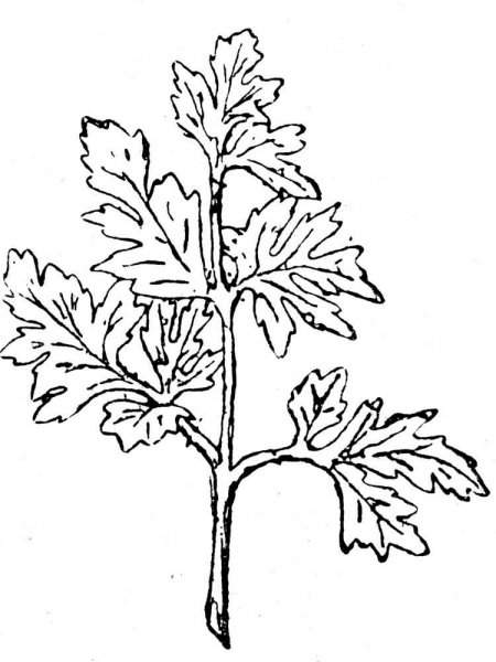 Parsley coloring pages