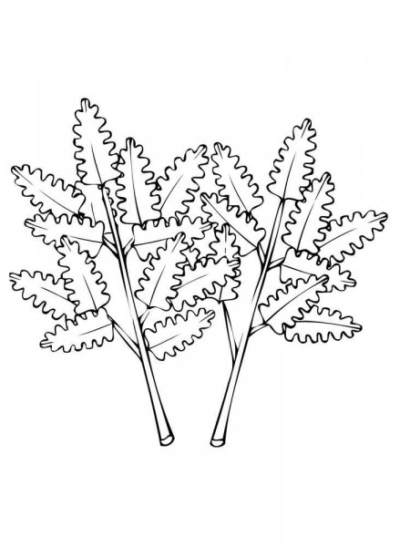 Parsley coloring pages