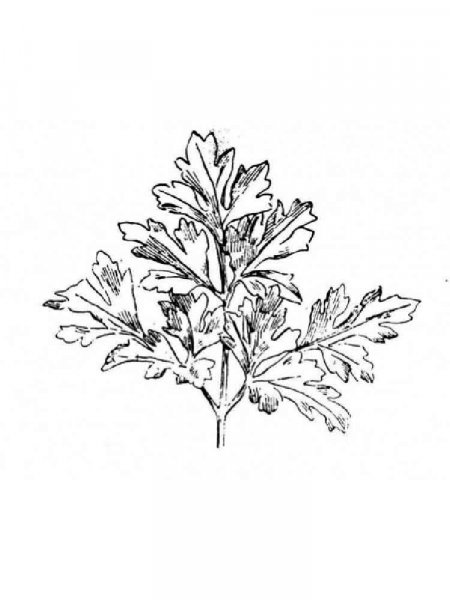 Parsley coloring pages