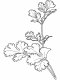 Parsley coloring pages