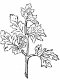 Parsley coloring pages