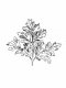 Parsley coloring pages