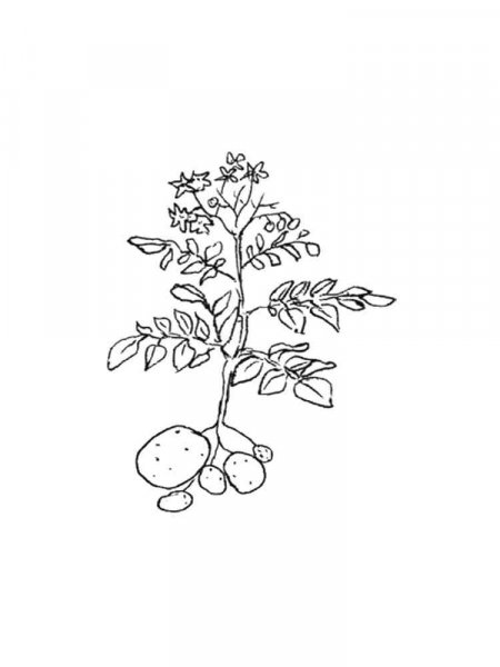 Potato coloring pages