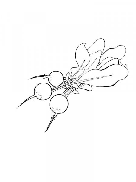 Radish coloring pages