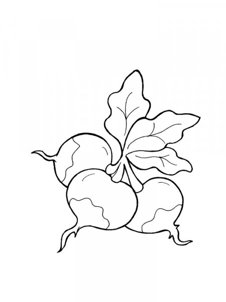 Radish coloring pages