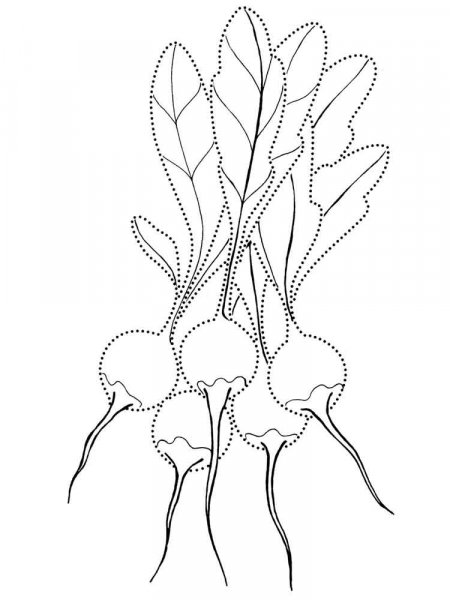 Radish coloring pages