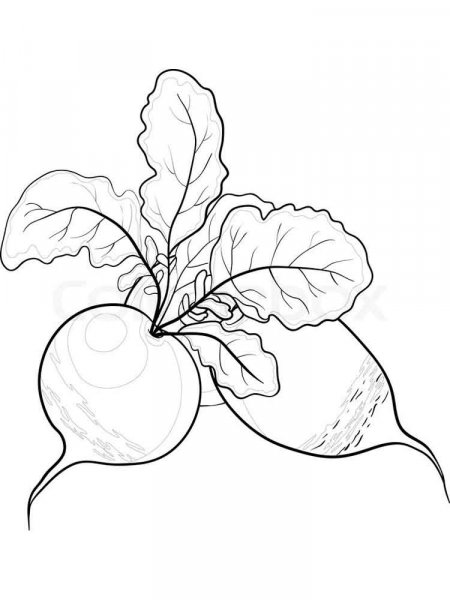 Radish coloring pages
