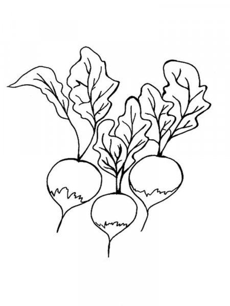 Radish coloring pages