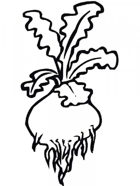 Turnip coloring pages