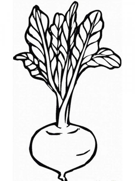 Turnip coloring pages