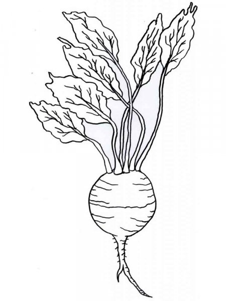 Turnip coloring pages