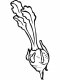 Turnip coloring pages