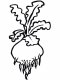 Turnip coloring pages