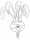Turnip coloring pages