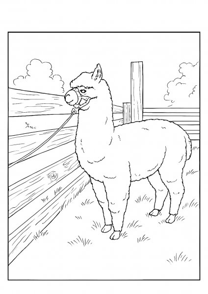 Alpaca Coloring Pages (Free Printables for Kids)