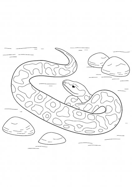 Anaconda coloring pages