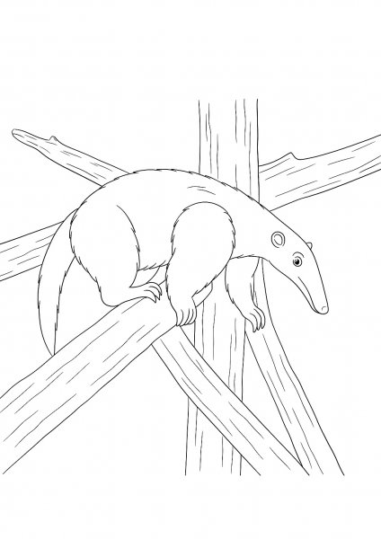 Anteater coloring pages