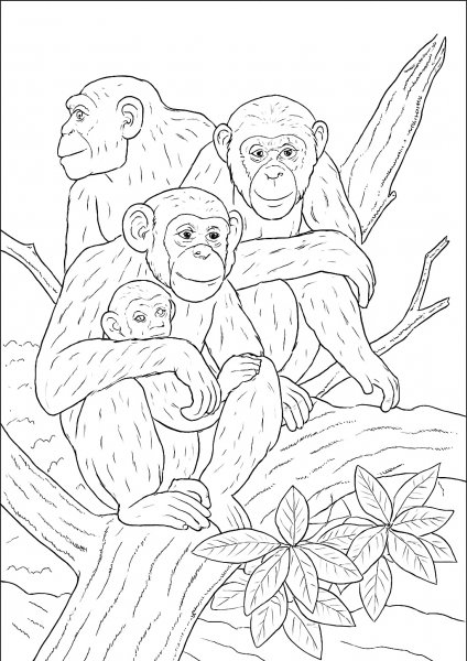 Apes coloring pages