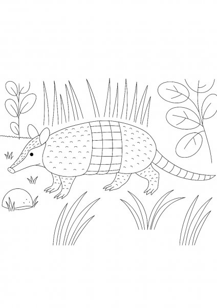 Armadillo coloring pages