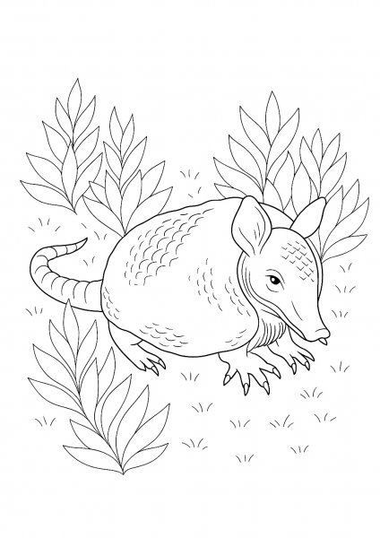 Armadillo coloring pages